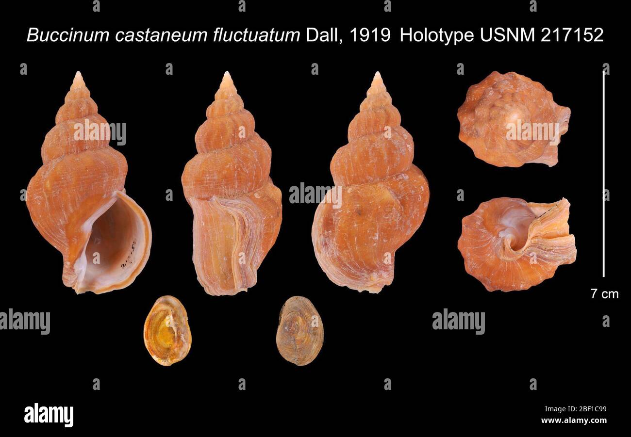 Buccinid hi-res stock photography and images - Alamy