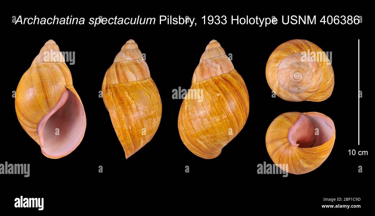 Spectaculum hi-res stock photography and images - Alamy