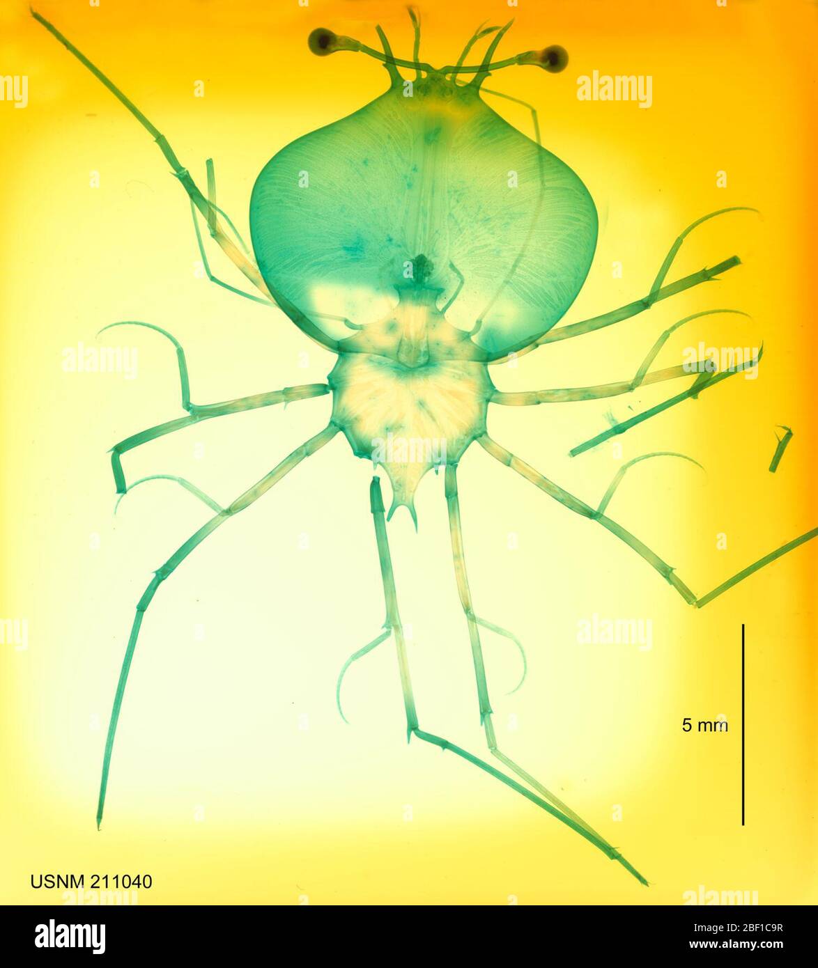 Scyllarus sp. Scripps Institution of Oceanography library archives ...