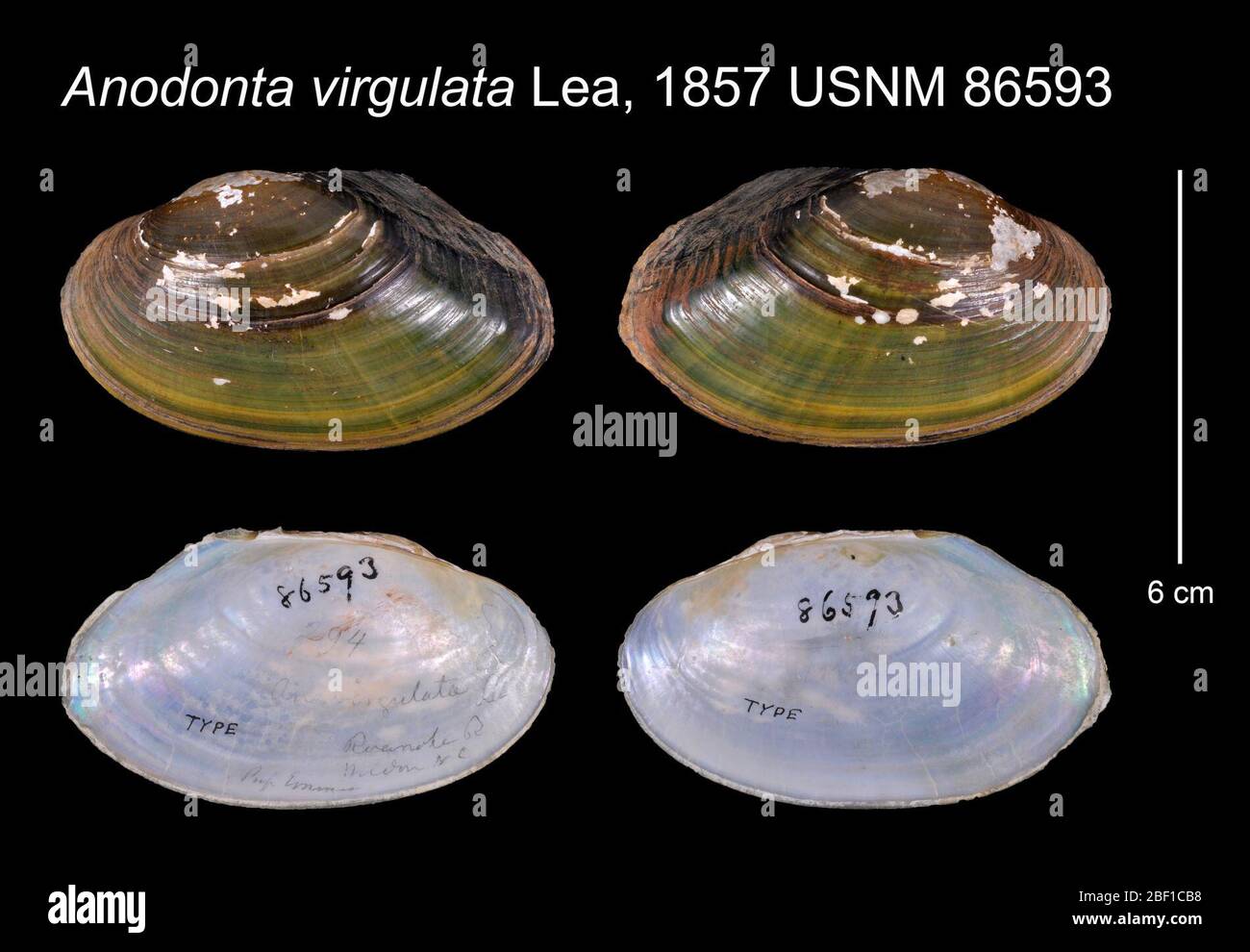 Virgulata hi-res stock photography and images - Alamy