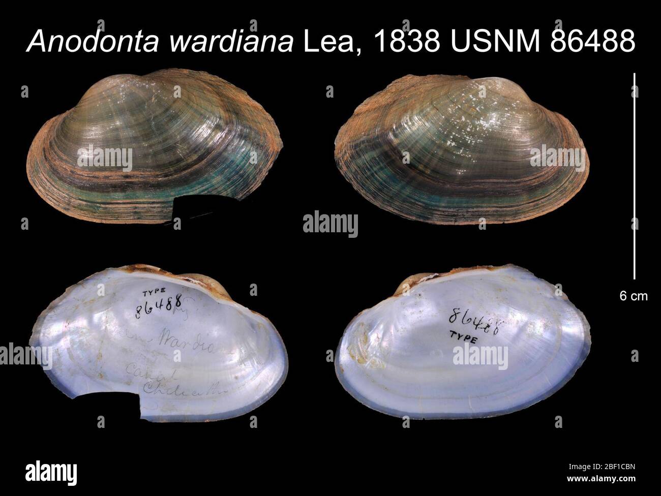 Wardiana hi-res stock photography and images - Alamy