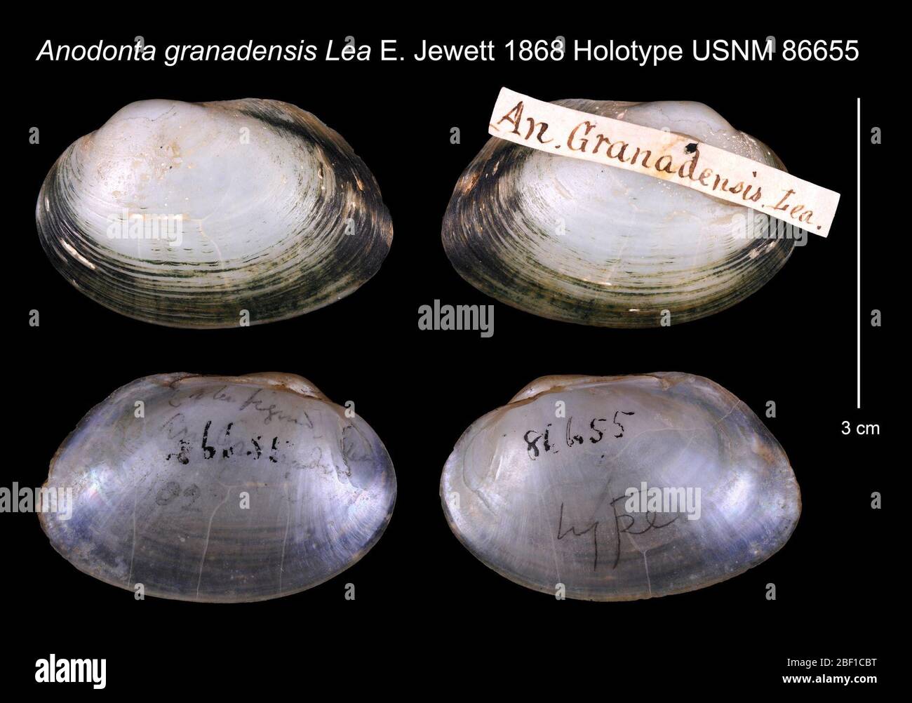 Anodonta granadensis. 20 Mar 20172 Stock Photo - Alamy