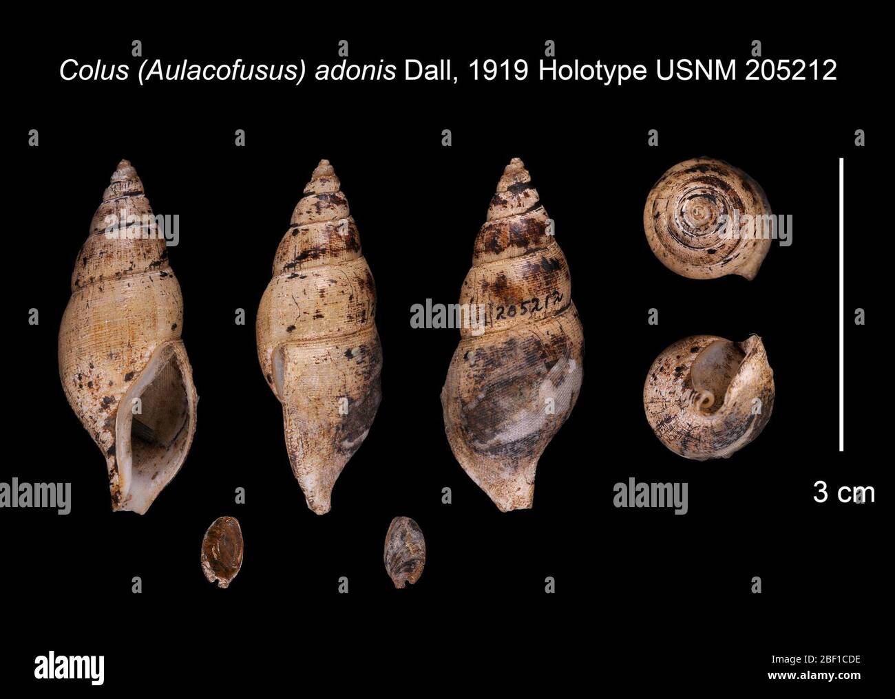 Colus Aulacofusus adonis. 20 Jun 201850531 Stock Photo - Alamy