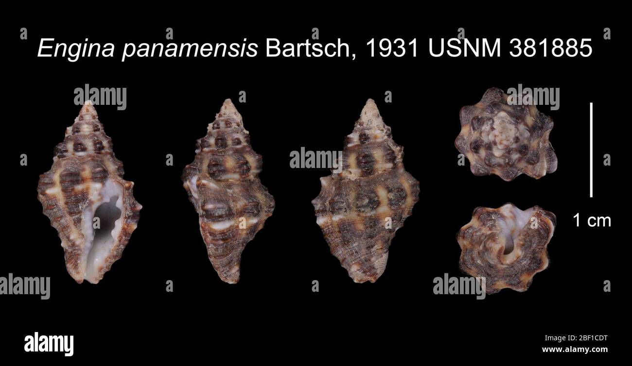 Engina panamensis. 20 Jan 20161 Stock Photo - Alamy