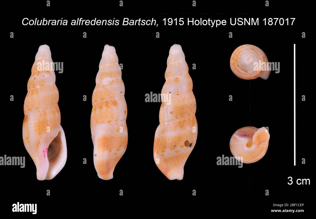 Colubraria hi-res stock photography and images - Alamy