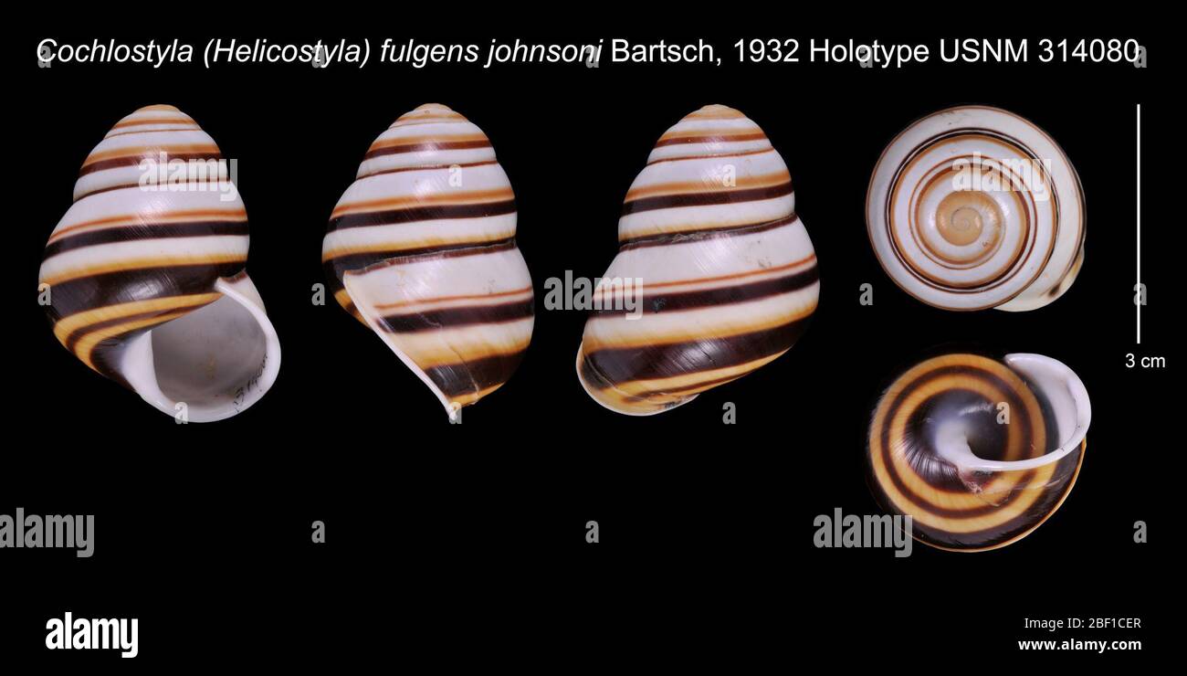 Helicostyla hi-res stock photography and images - Alamy