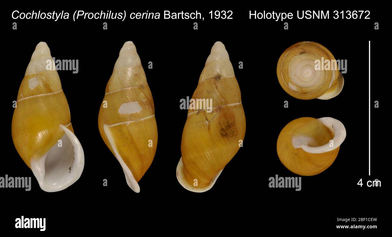 Cochlostyla Prochilus cerina. 20 Jan 20161 Stock Photo - Alamy