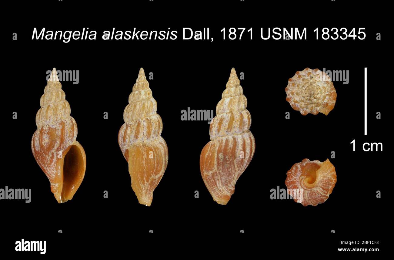 Alaskensis hi-res stock photography and images - Alamy