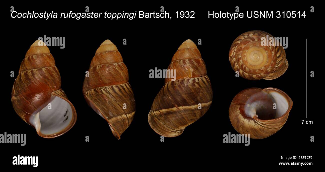 Cochlostyla rufogaster toppingi. 20 Jan 20161 Stock Photo - Alamy