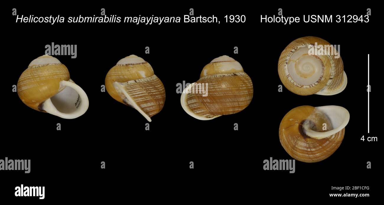 Helicostyla hi-res stock photography and images - Alamy