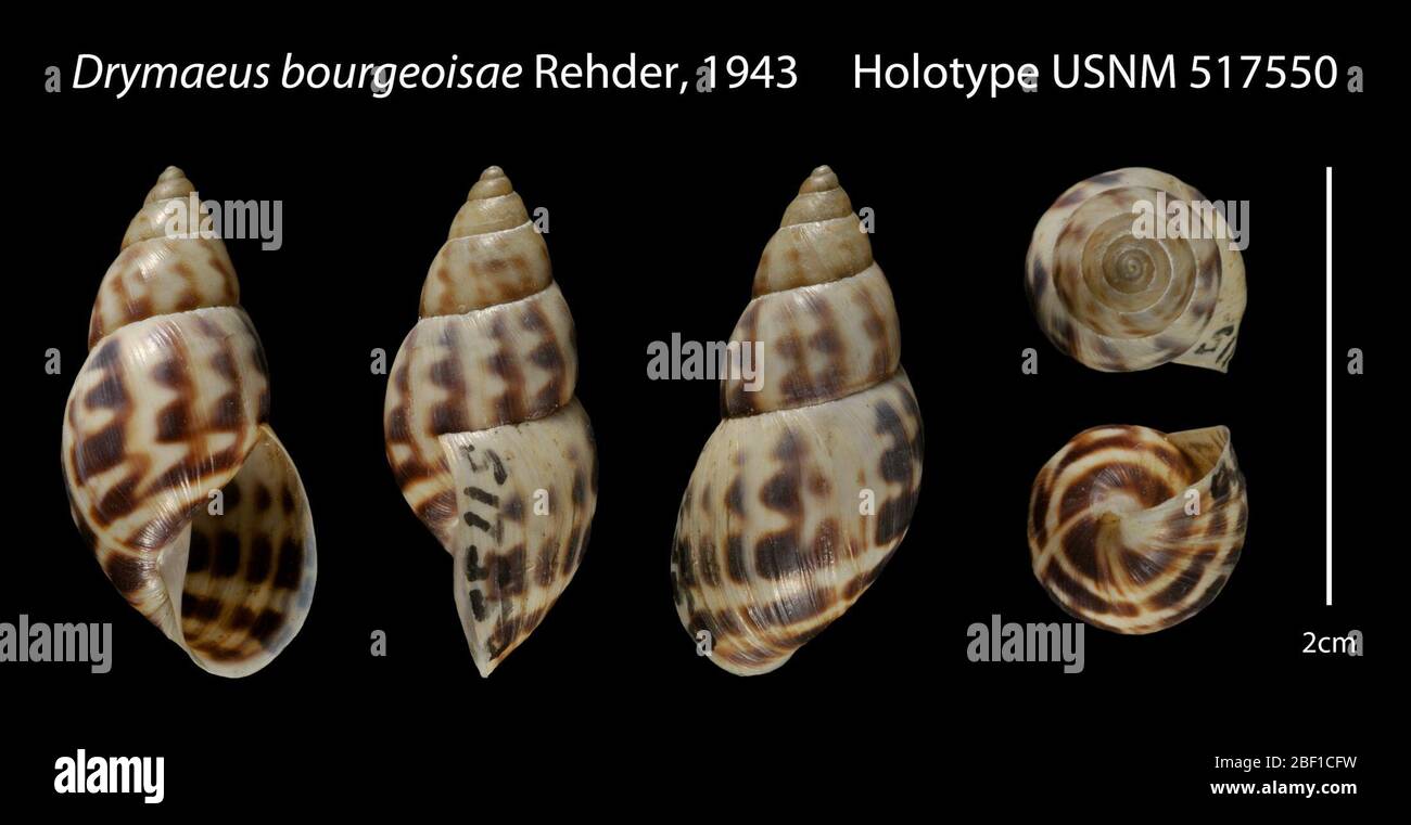 Drymaeus bourgeoisae. 20 Jan 20161 Stock Photo - Alamy