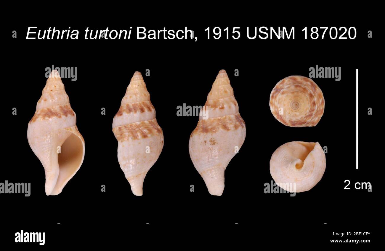 Euthria turtoni. 3 Mar 20161 Stock Photo - Alamy