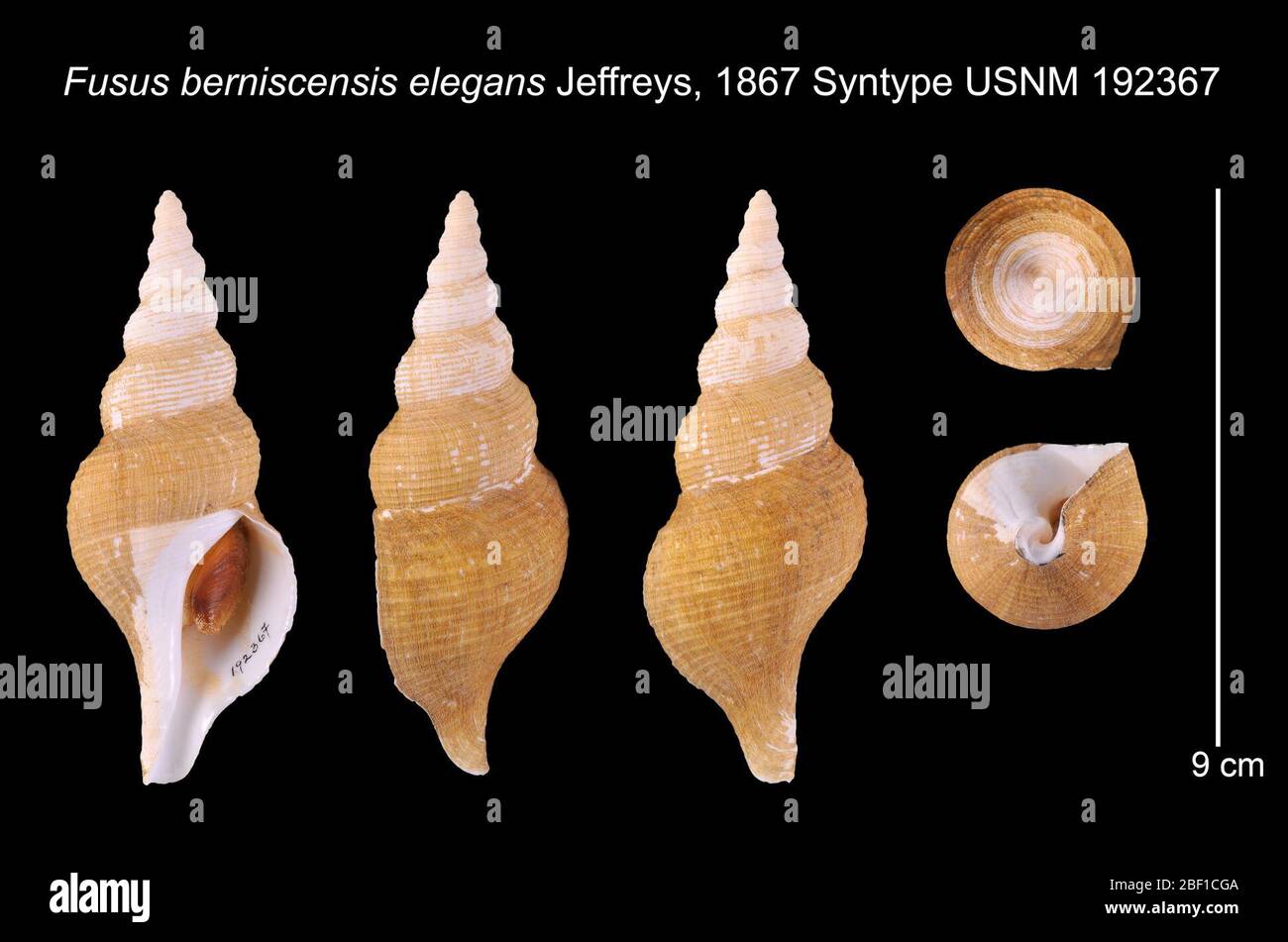 Fusus hi-res stock photography and images - Alamy