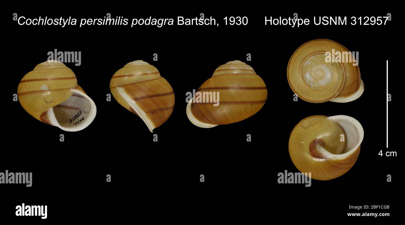 Podagra hi-res stock photography and images - Alamy