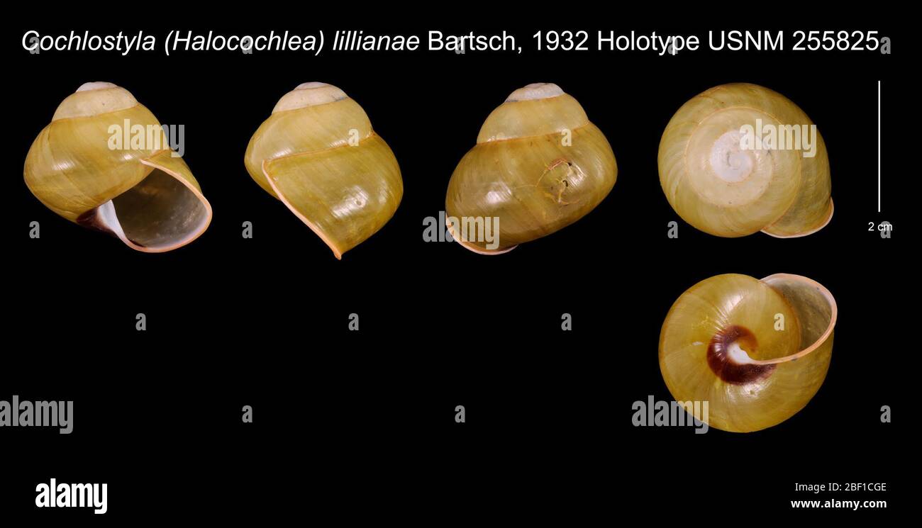 Cochlostyla hi-res stock photography and images - Alamy