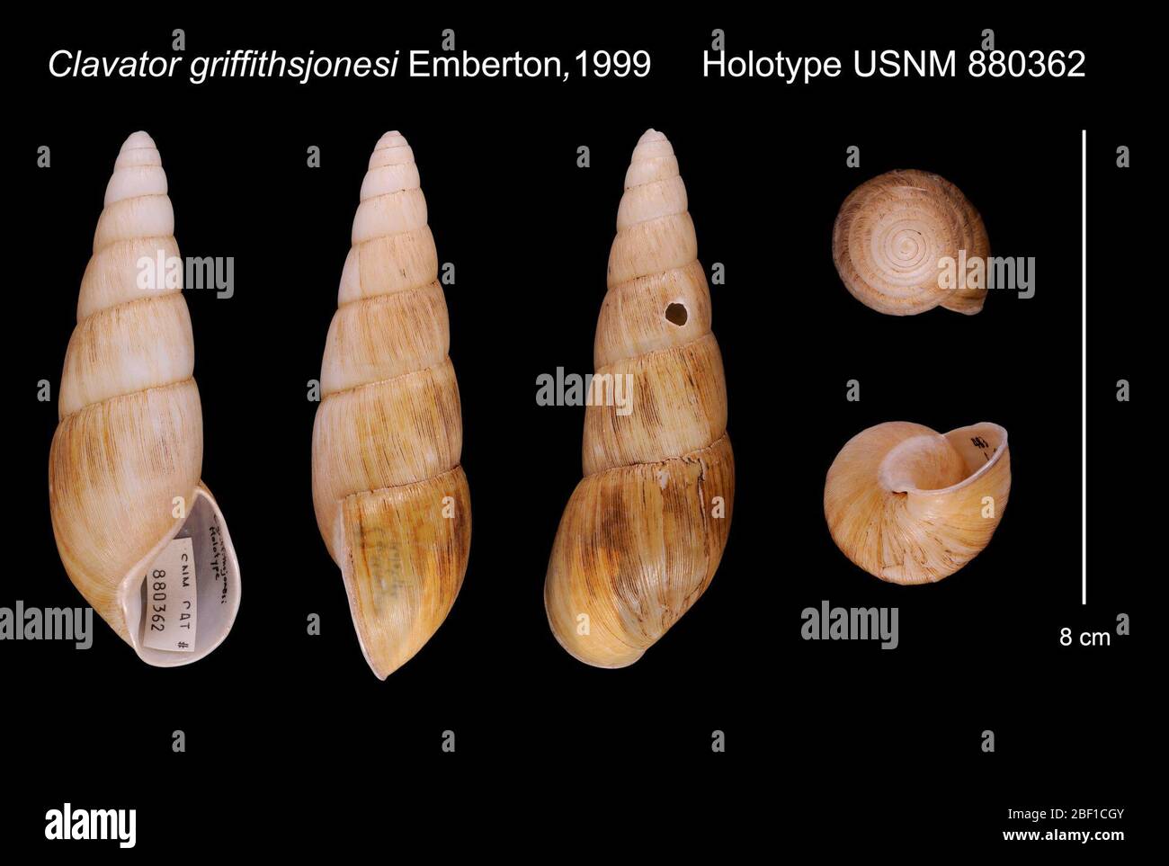 Clavator hi-res stock photography and images - Alamy