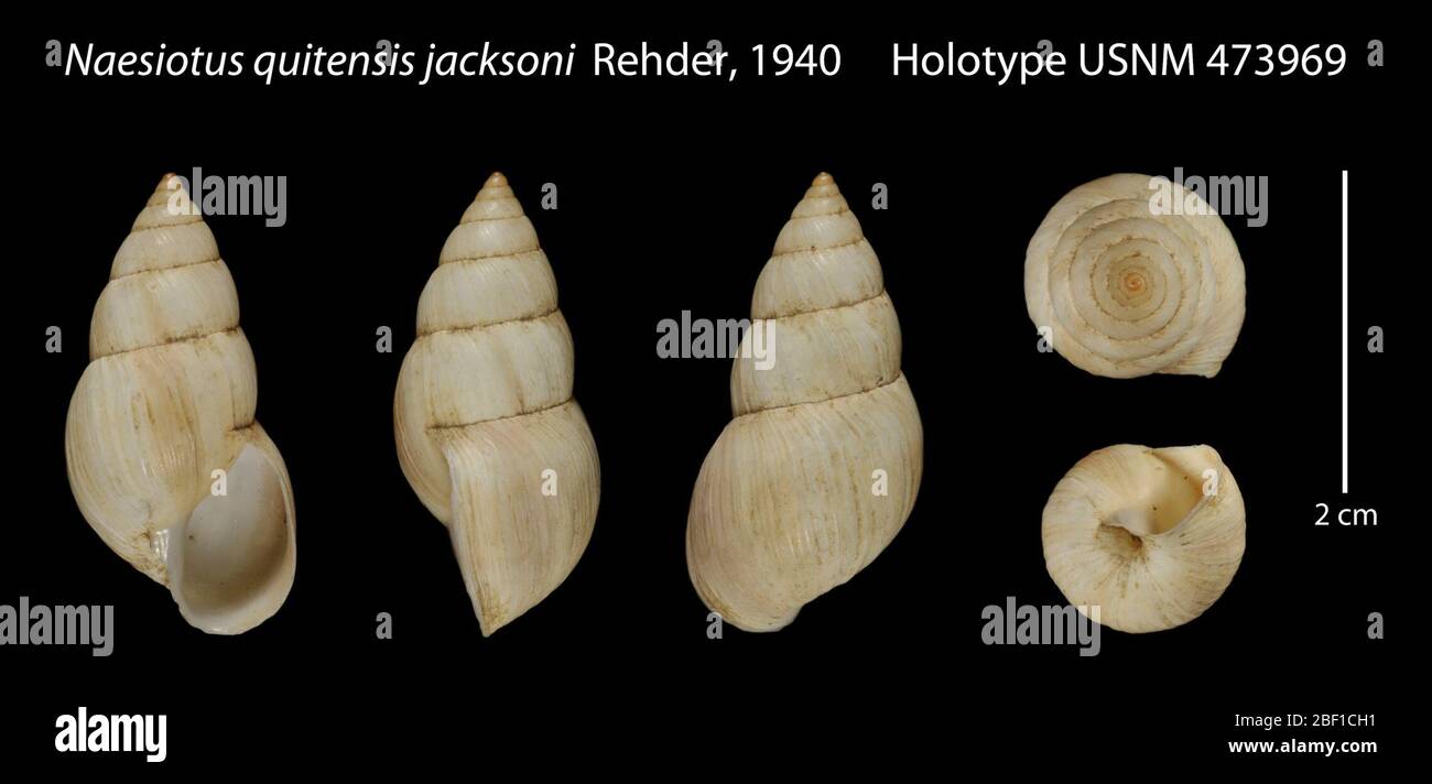 Naesiotus quitensis jacksoni. 20 Jan 20161 Stock Photo - Alamy