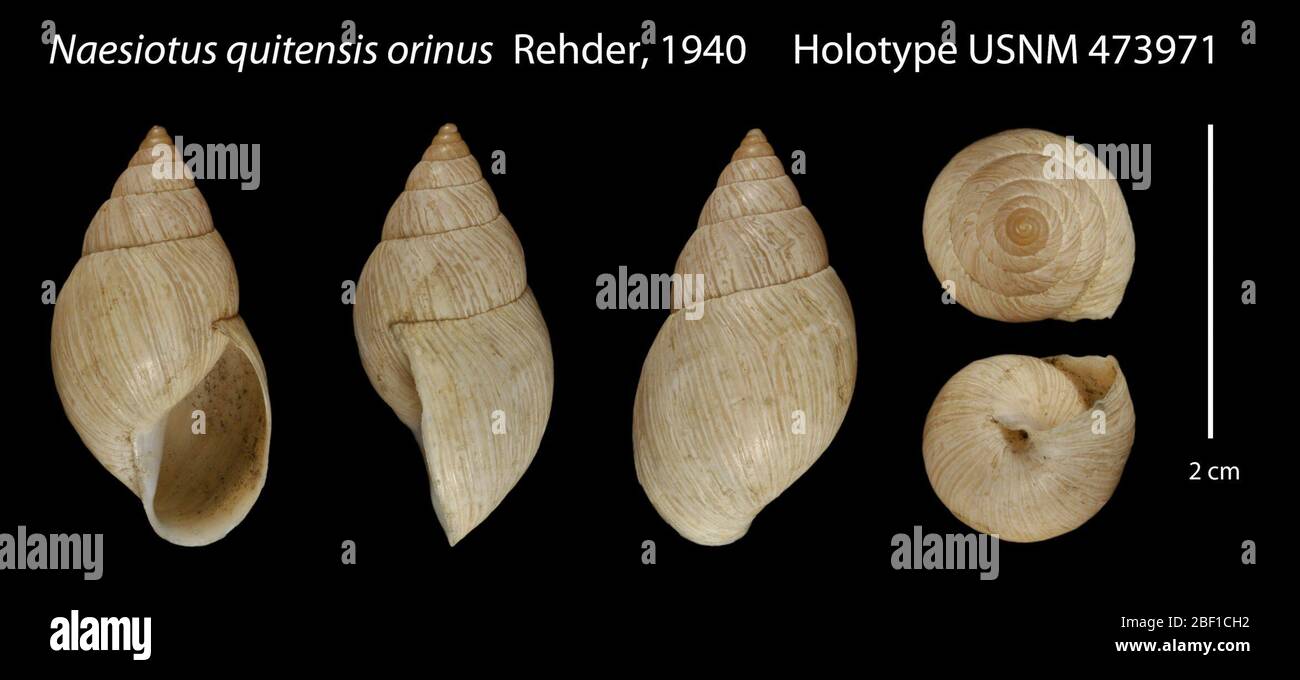 Quitensis hi-res stock photography and images - Alamy