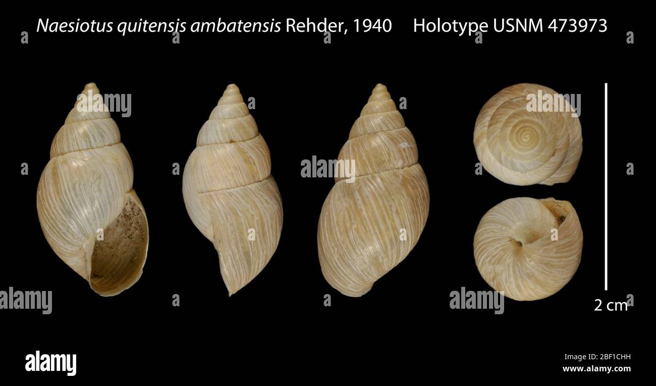 Quitensis hi-res stock photography and images - Alamy