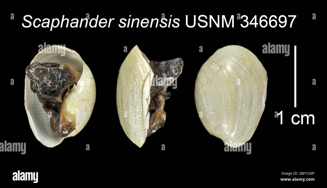 Scaphander sinensis. 17; Mr. C. Ping;22 Nov 20193 Stock Photo - Alamy