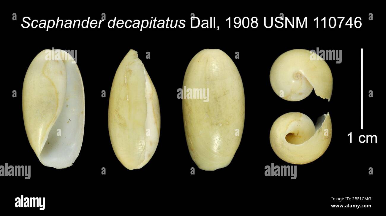 Scaphander decapitatus. 4 Apr 201836831 Stock Photo - Alamy