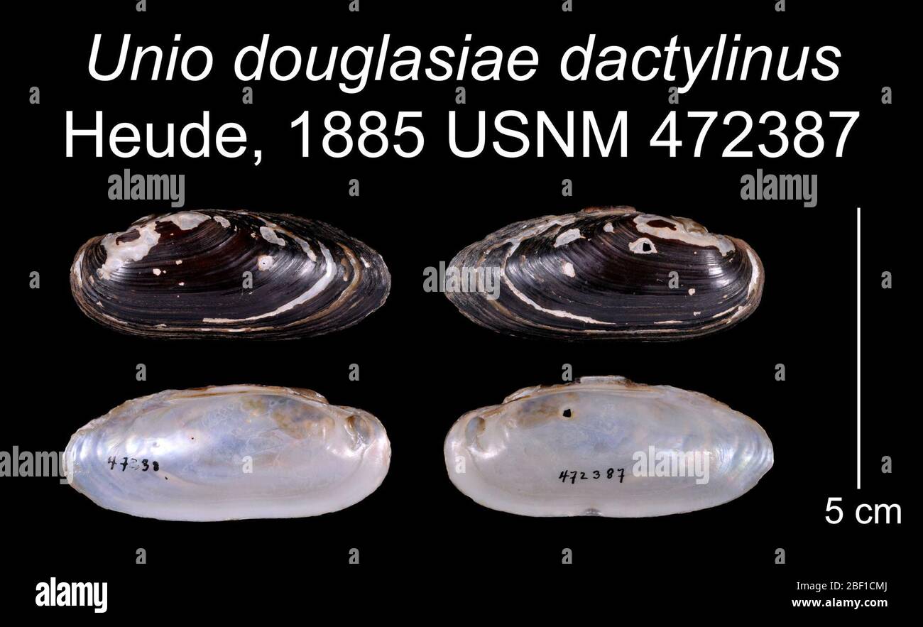 Dactylinus hi-res stock photography and images - Alamy