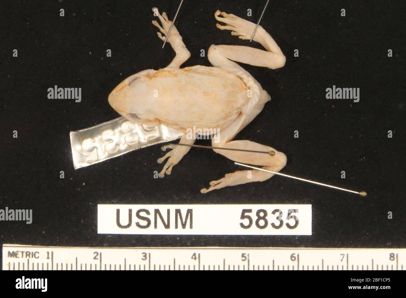 Scinax nasicus hi-res stock photography and images - Alamy