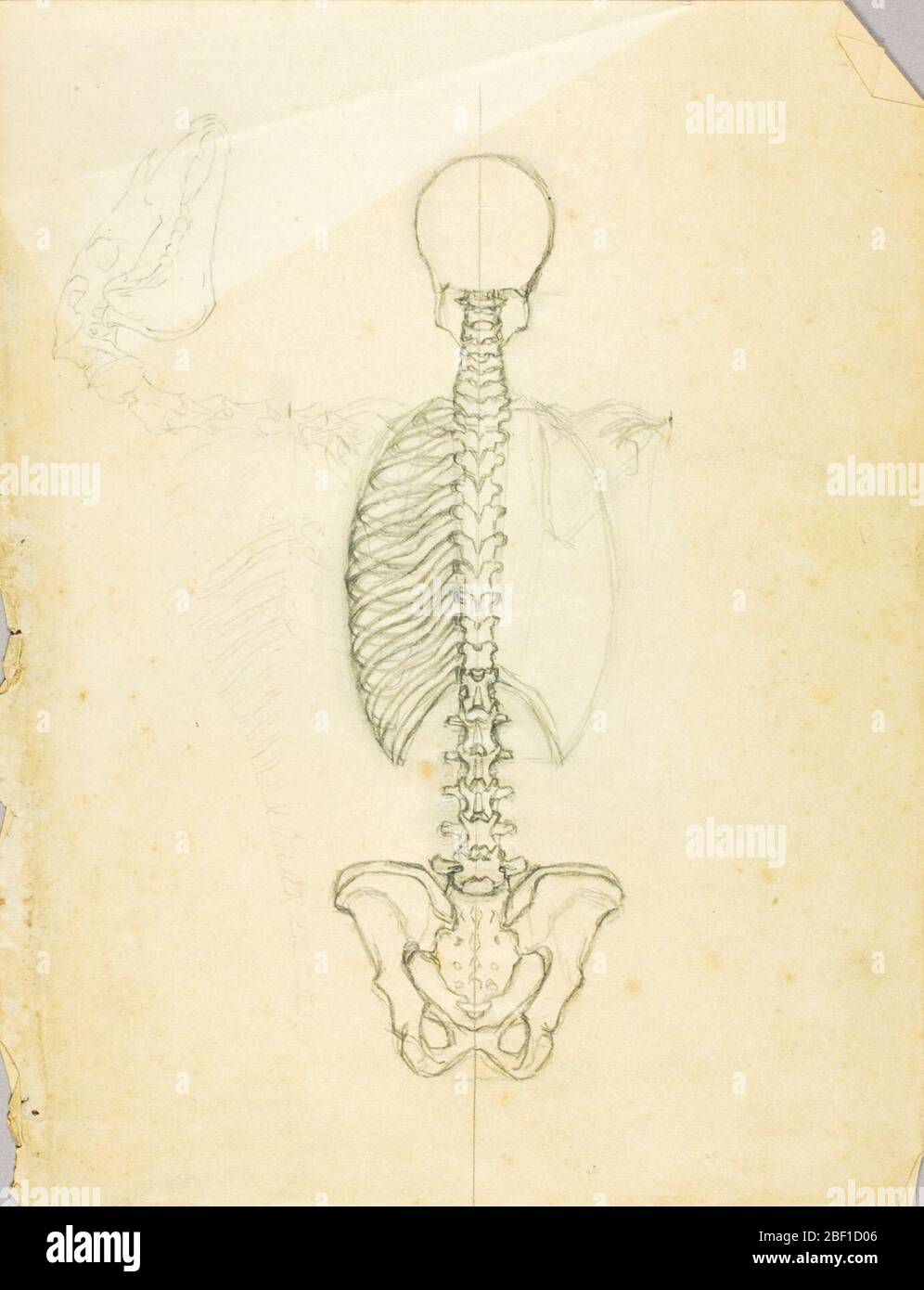 Anatomy study hi-res stock photography and images - Alamy