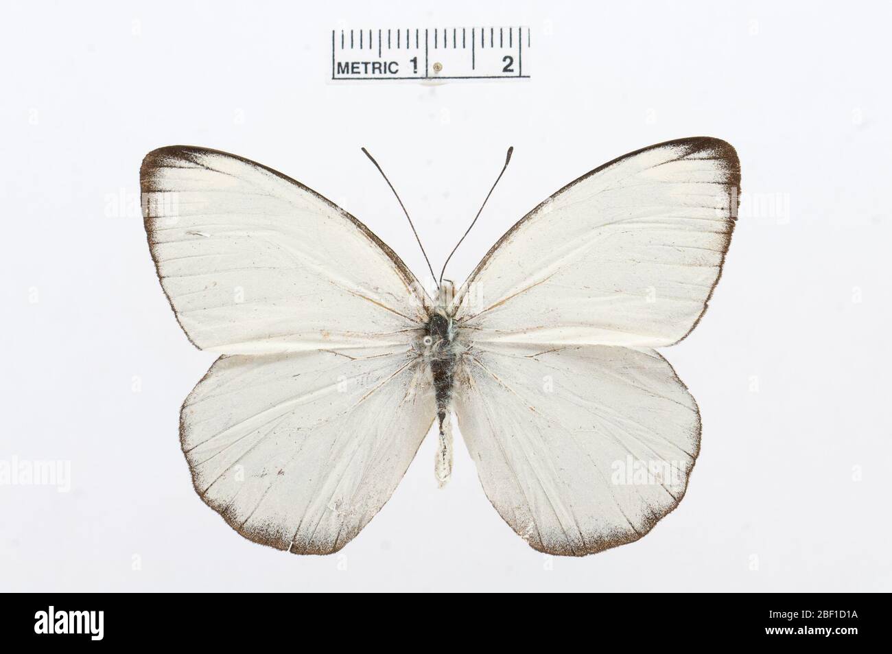 Duris hi-res stock photography and images - Alamy