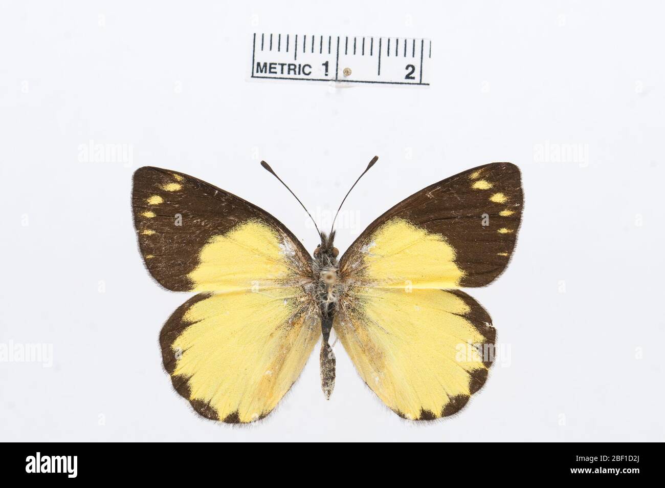 Delias citrona hi-res stock photography and images - Alamy