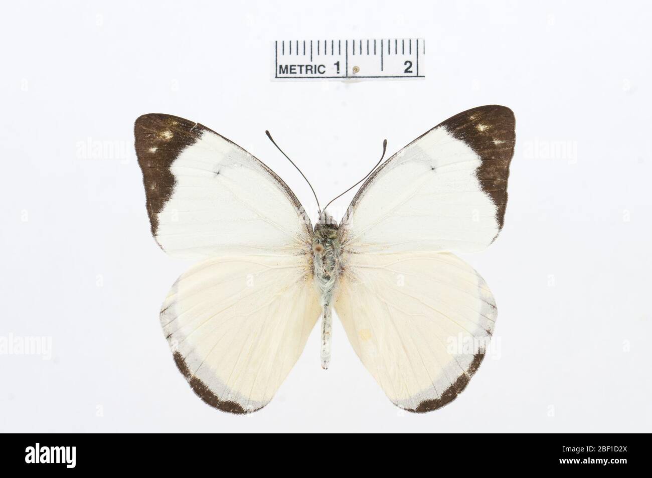 Delias dice hi-res stock photography and images - Alamy