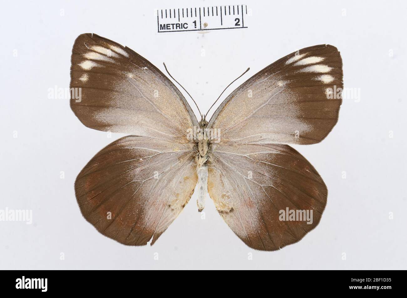 Caeneus hi-res stock photography and images - Alamy