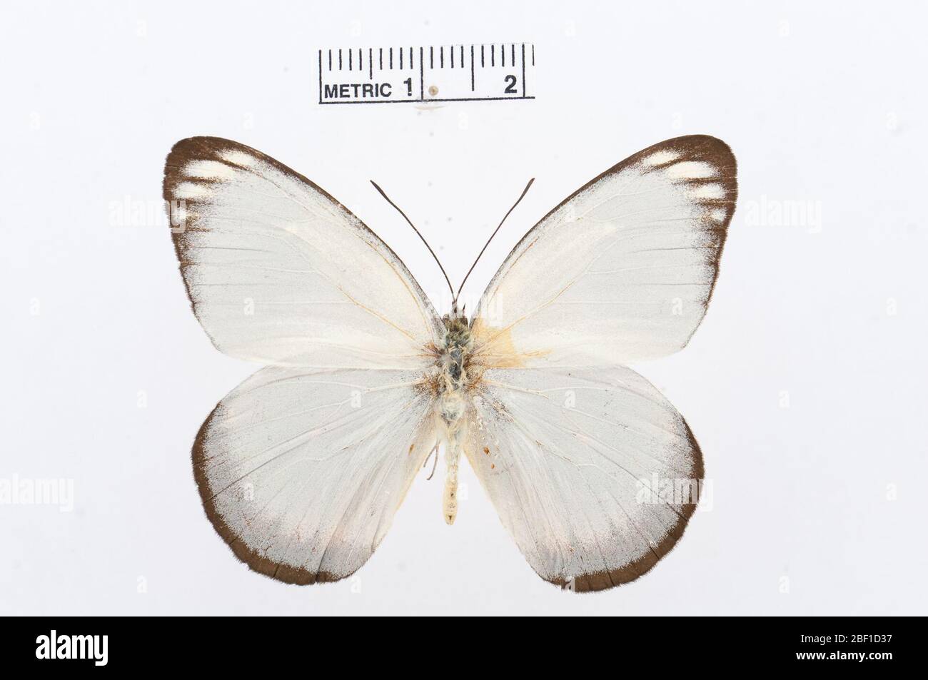 Delias caeneus. 14 Jul 20161 Stock Photo - Alamy