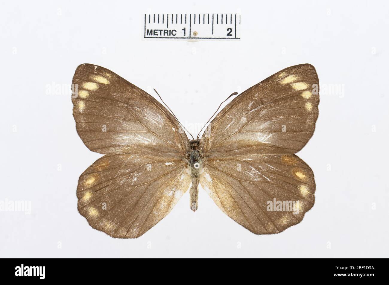 Biaka hi-res stock photography and images - Alamy