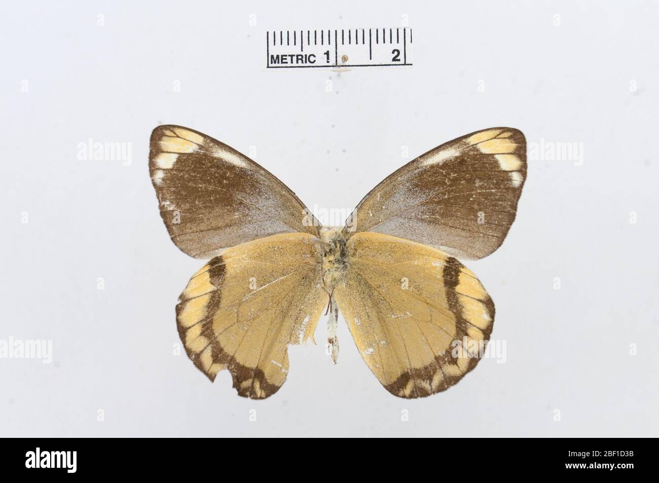 Delias echidna hi-res stock photography and images - Alamy