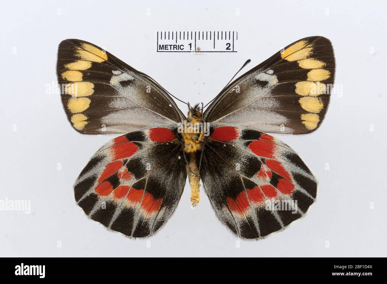 Harpalyce hi-res stock photography and images - Alamy