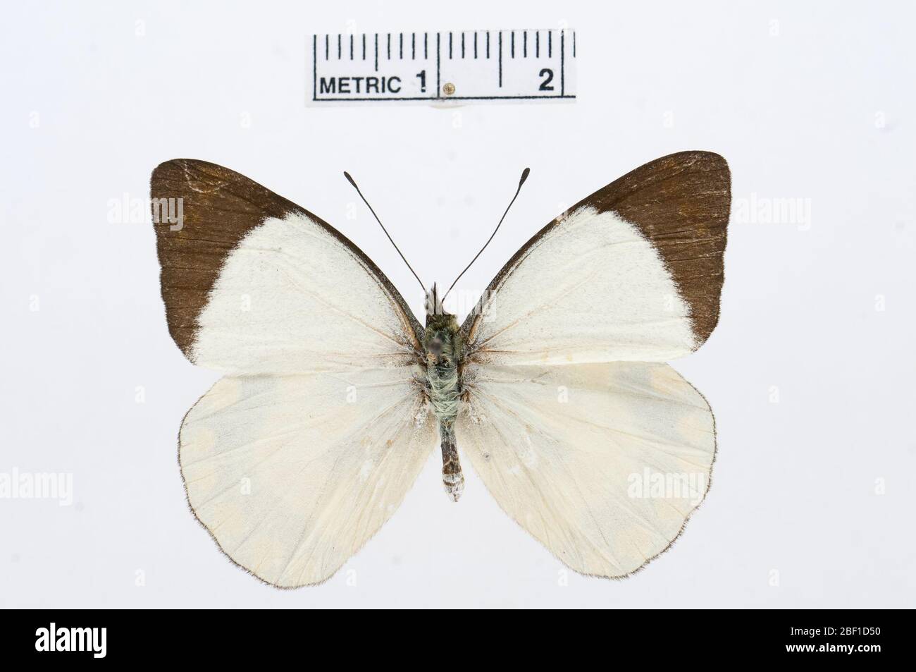 Delias geraldina hi-res stock photography and images - Alamy