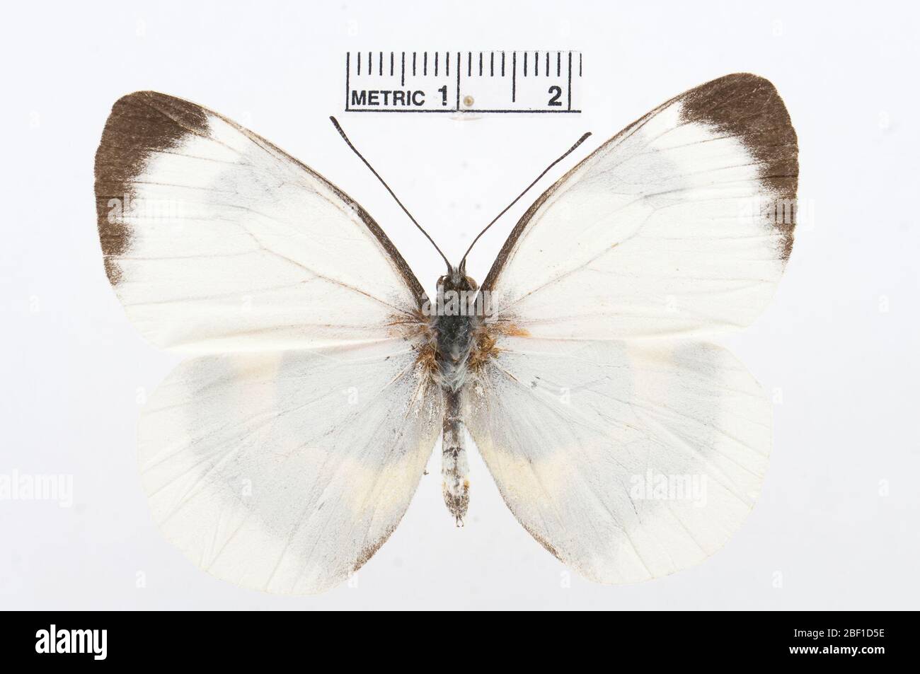 Delias ellipsis hi-res stock photography and images - Alamy