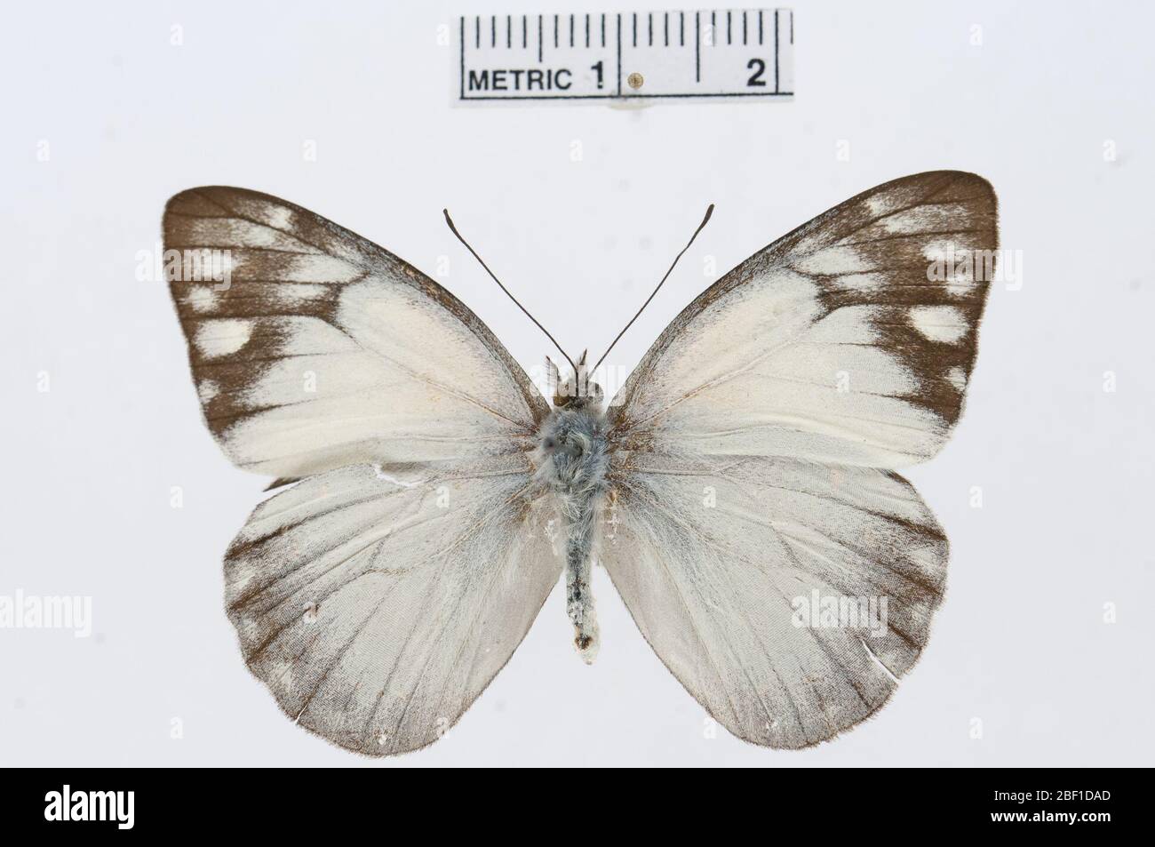 Delias nysia. 20 Mar 20201 Stock Photo - Alamy