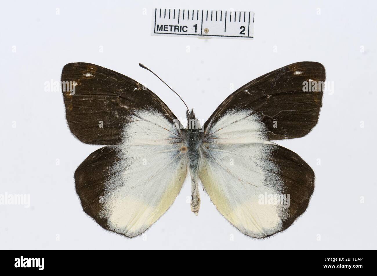 Delias mira hi-res stock photography and images - Alamy