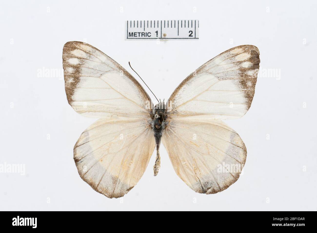 Delias ribbei hi-res stock photography and images - Alamy