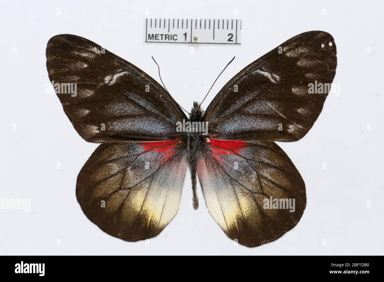 Ninus hi-res stock photography and images - Alamy