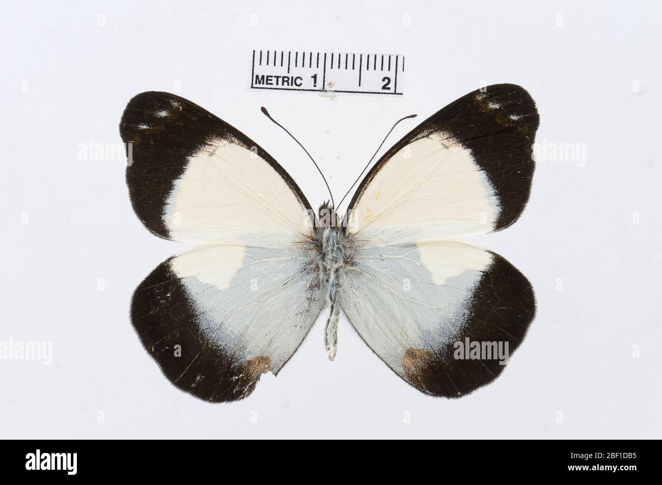 Delias meeki hi-res stock photography and images - Alamy