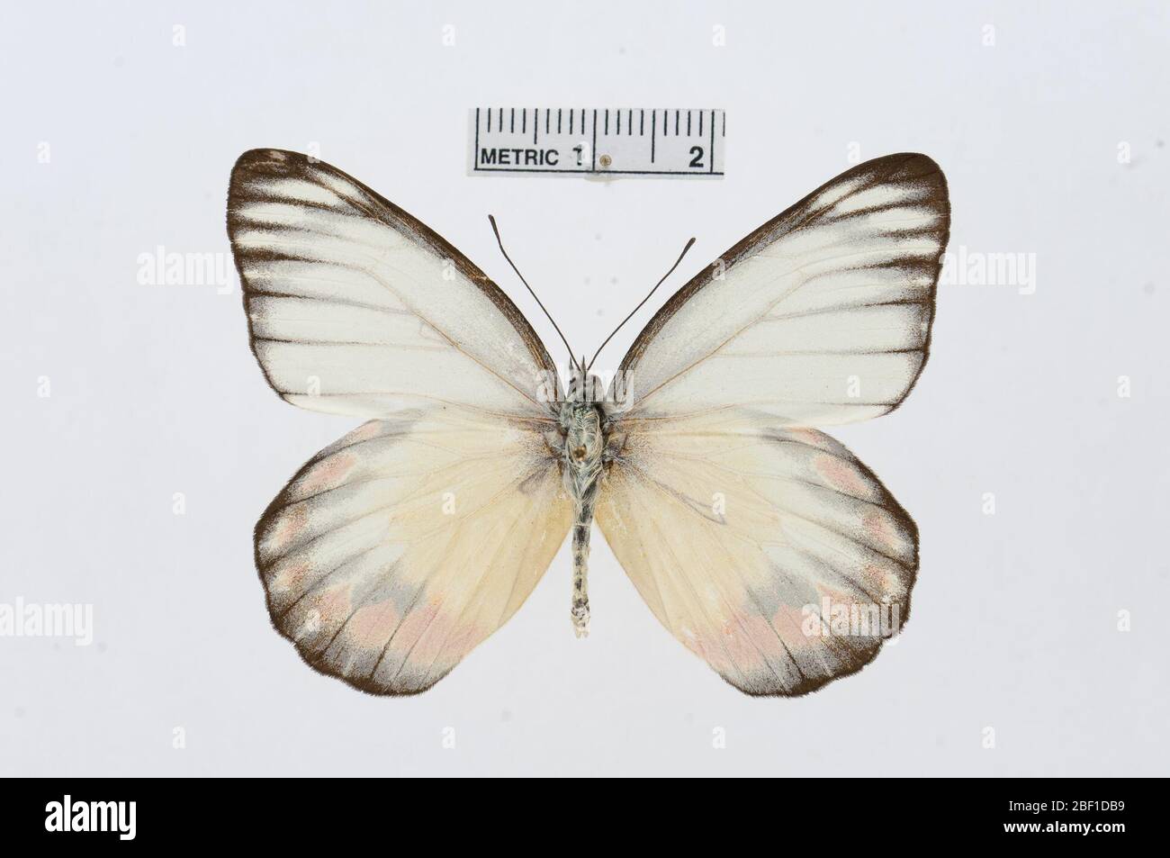 Delias periboea hi-res stock photography and images - Alamy