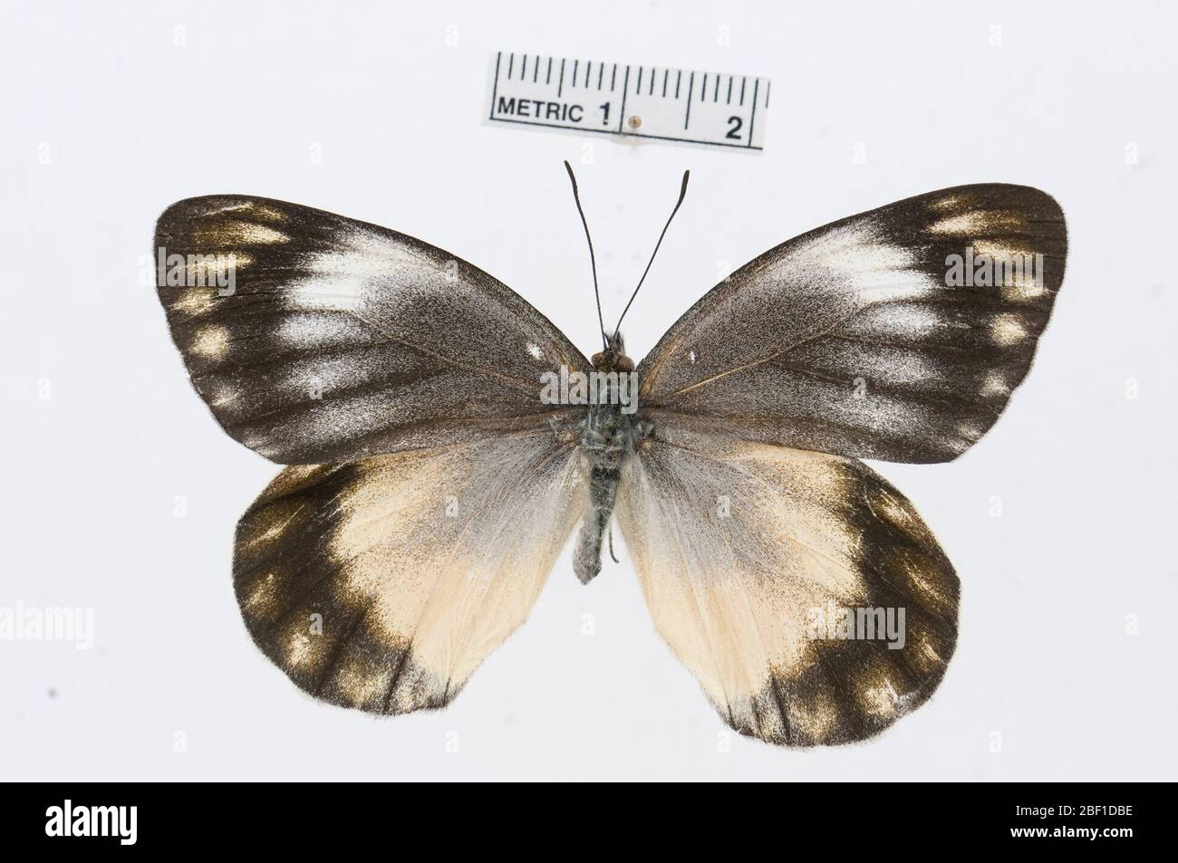 Melusina hi-res stock photography and images - Alamy
