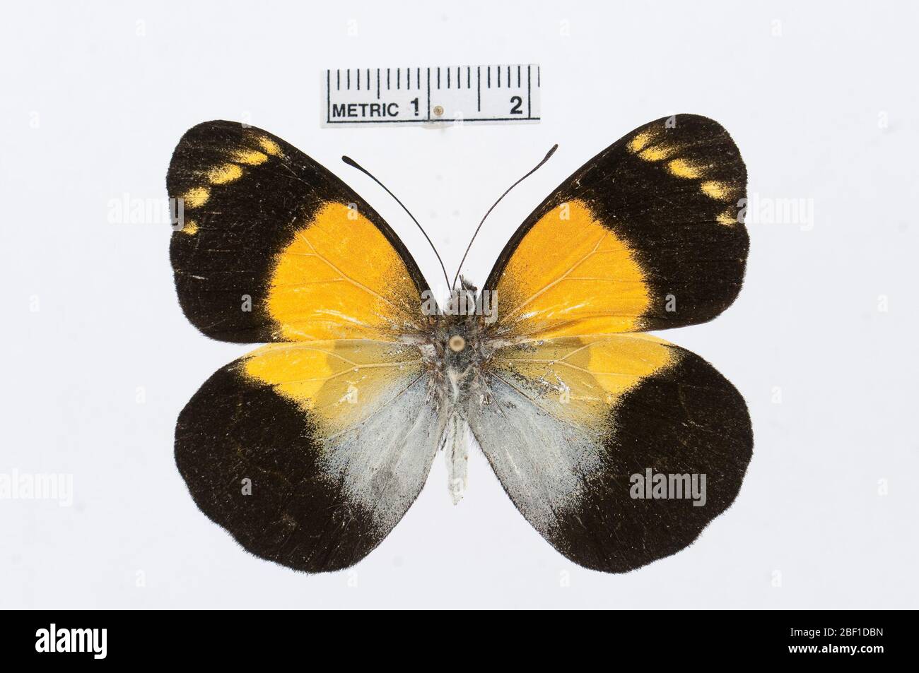 Delias meeki hi-res stock photography and images - Alamy