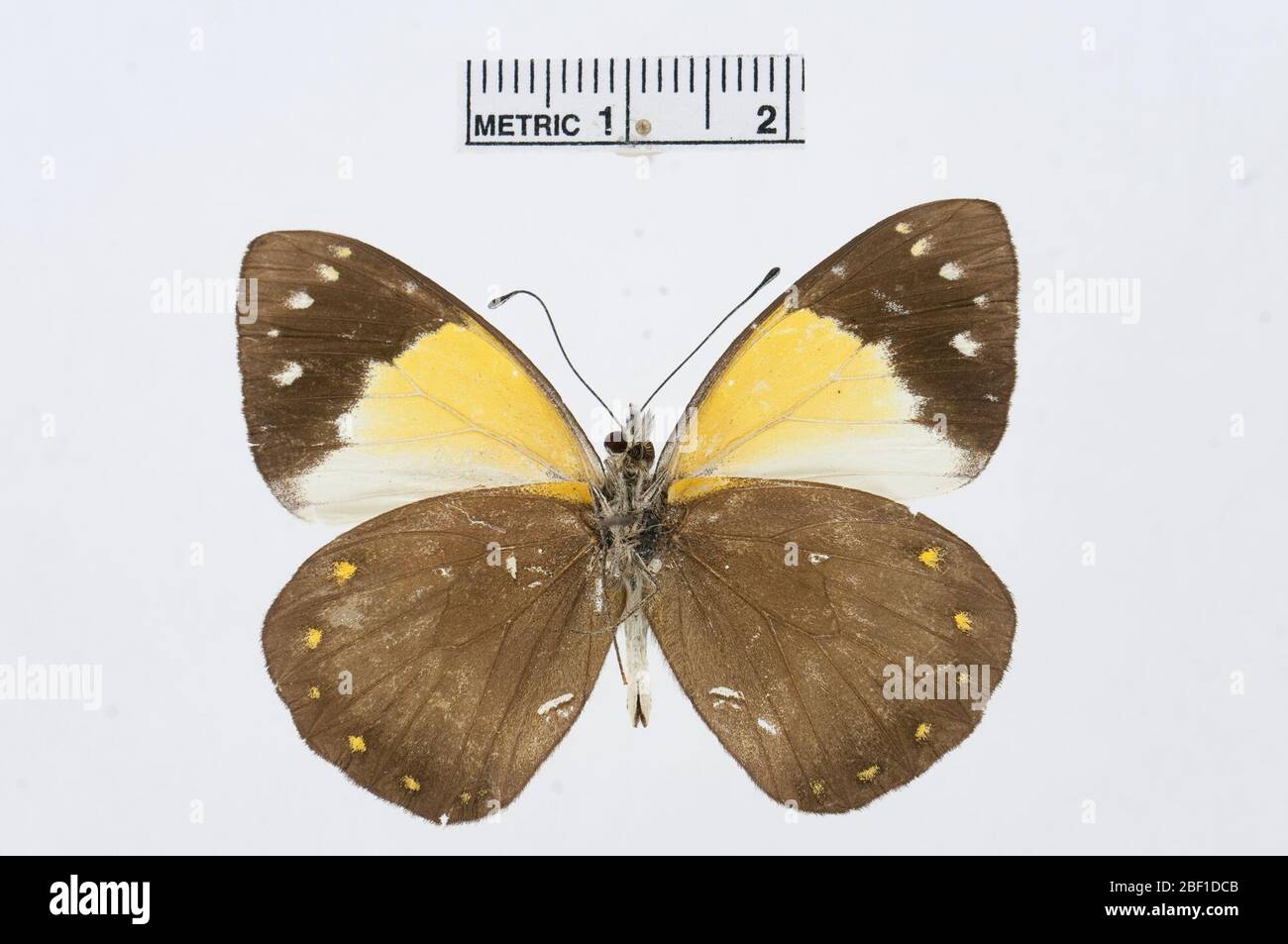 Delias momea hi-res stock photography and images - Alamy