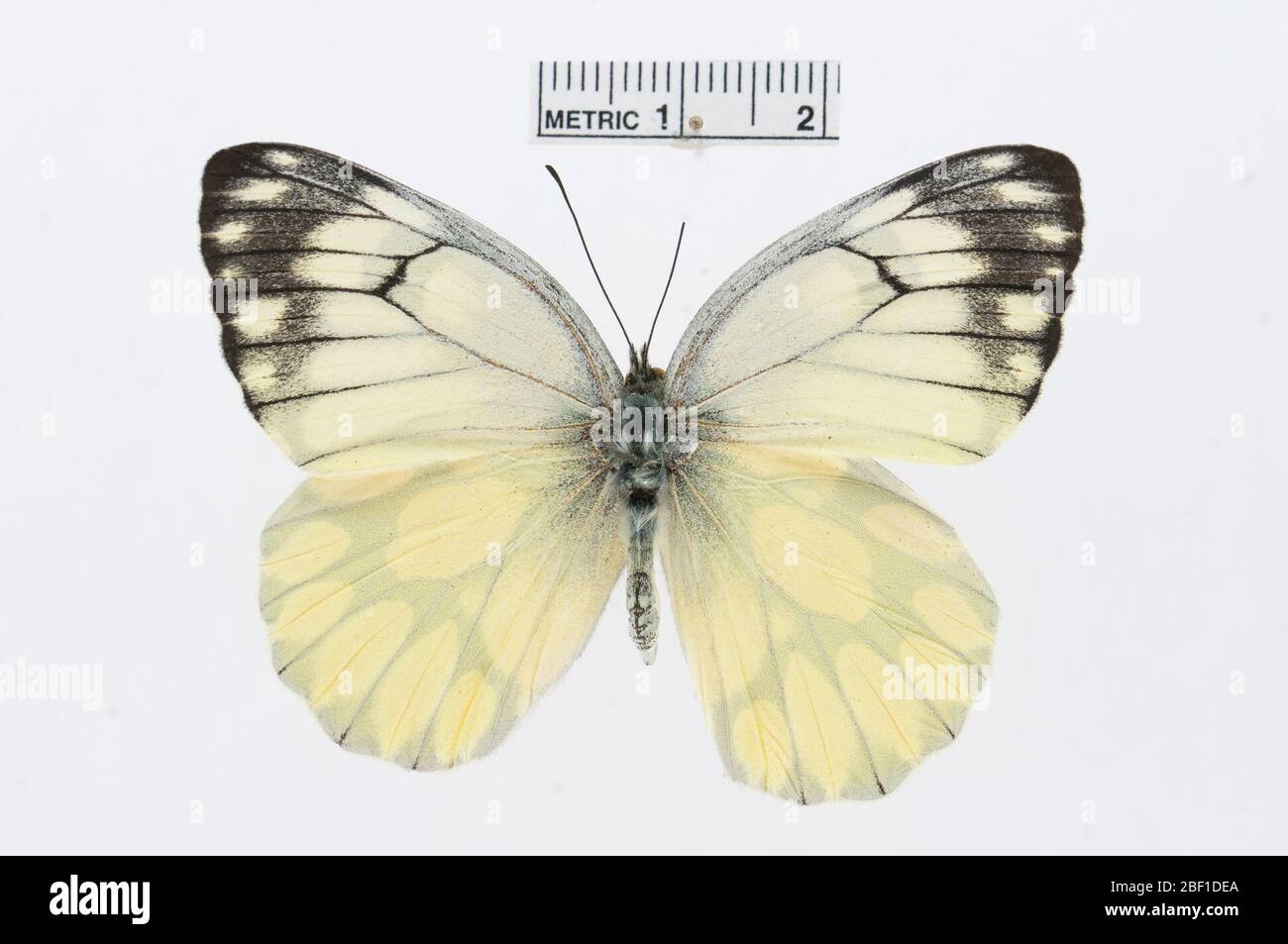 Butterfly fieldwork hi-res stock photography and images - Alamy