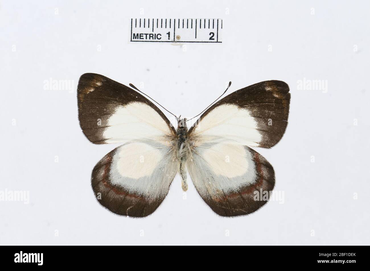 Tessei hi-res stock photography and images - Alamy