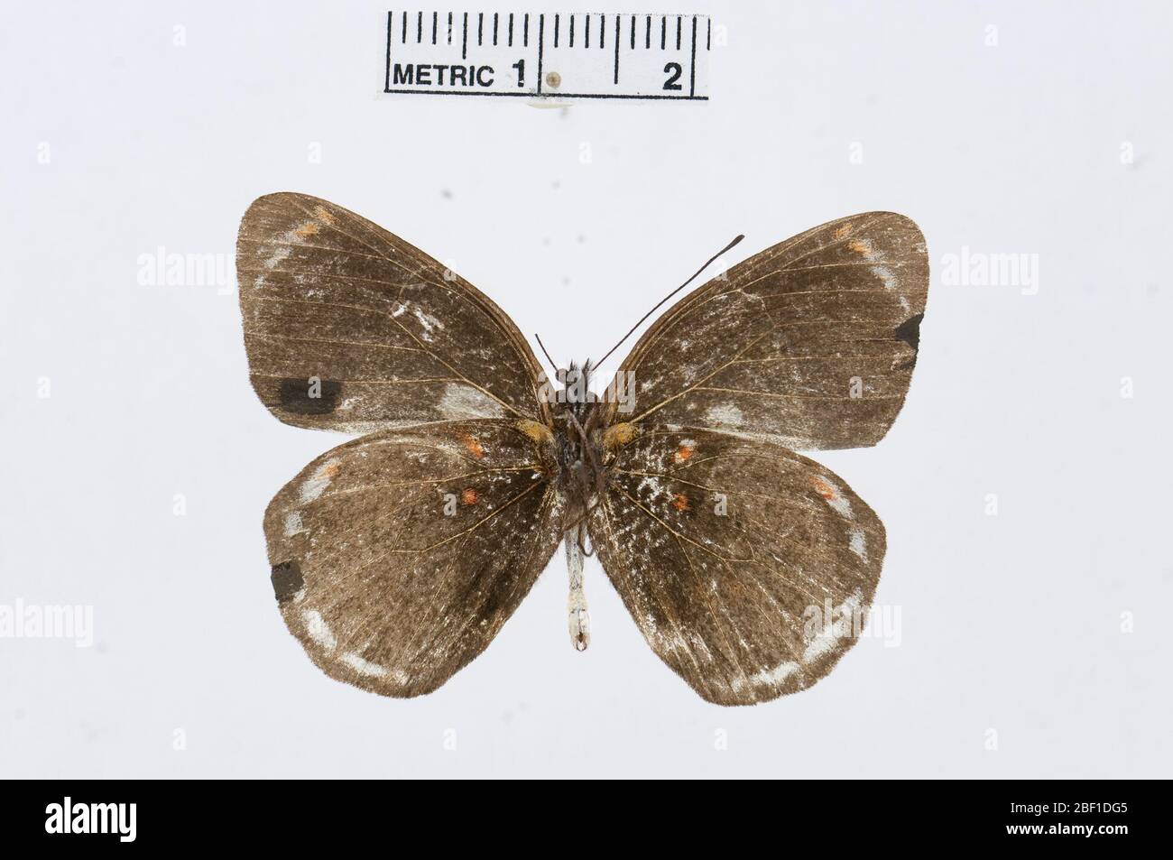 Delias thompsoni hi-res stock photography and images - Alamy